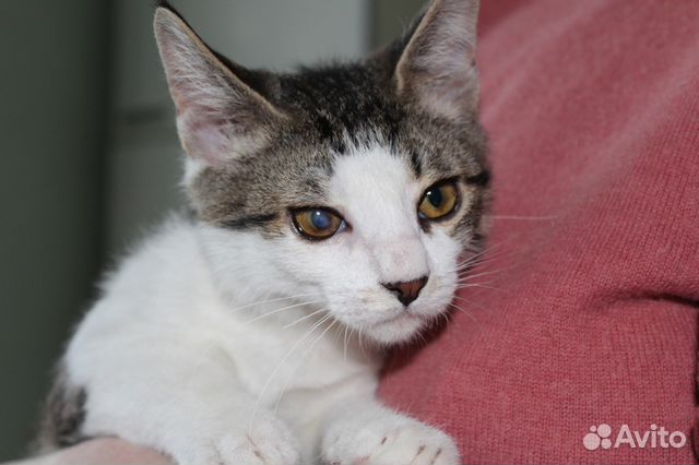 Маленький Масик ищет мам и пап