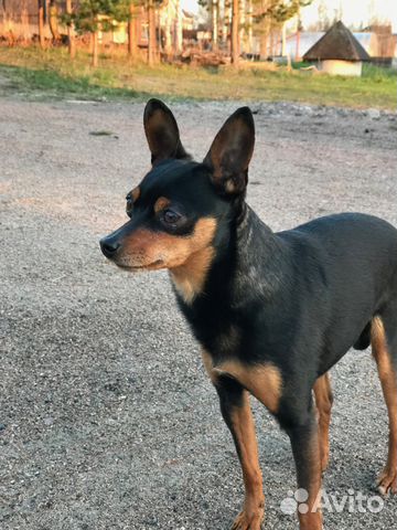 Вязка той терьер