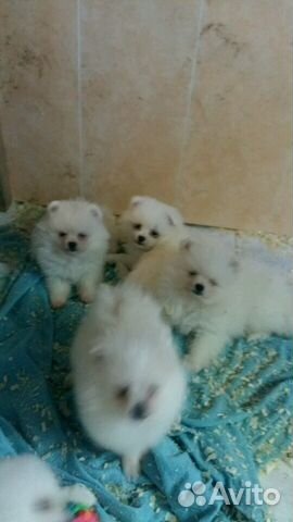 Шпицата-медвежата