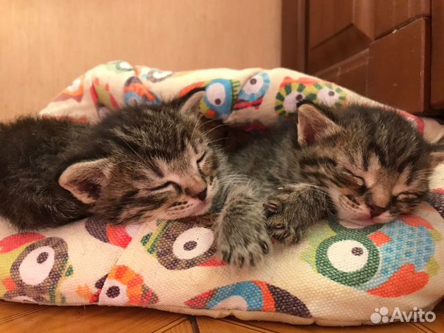 Пуховые, полосатые котята только для Вас