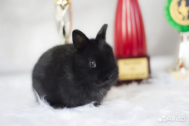 Тини. Миниатюрный крольчонок - минор и другие