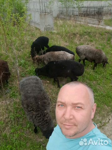 Баран производитель породы эделбай