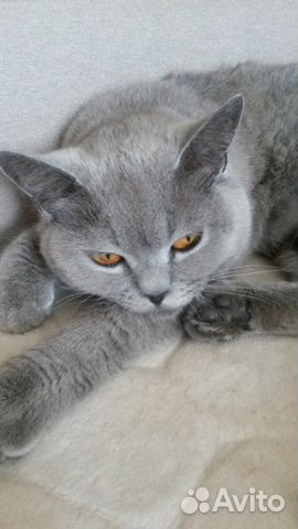 Кошечка Нюра, 3 года