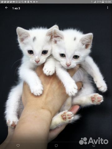 Беляшики в добрые руки