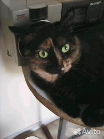 Кошка Мальвина