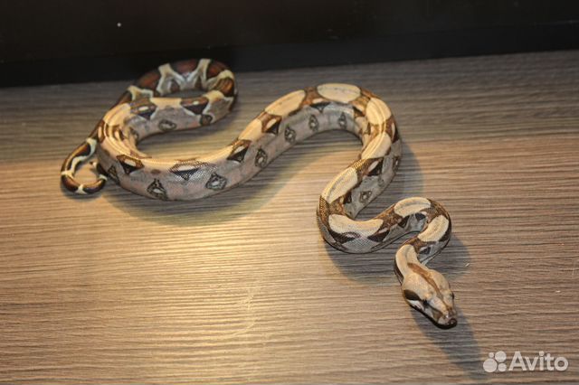 Boa constrictor императорский удав от производител