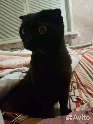 Ищет дом шотландская вислоухая кошка