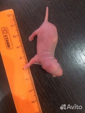 Крысы на корм