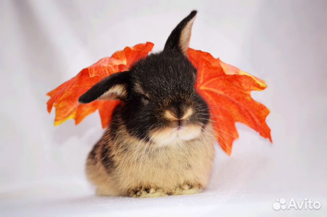 Огненный кролик - Редкий окрас огневка - Питомник