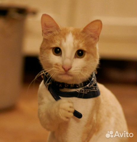 Ласковый хулиган Боня