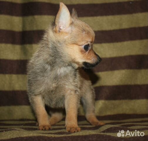 Щенки декоративных собак