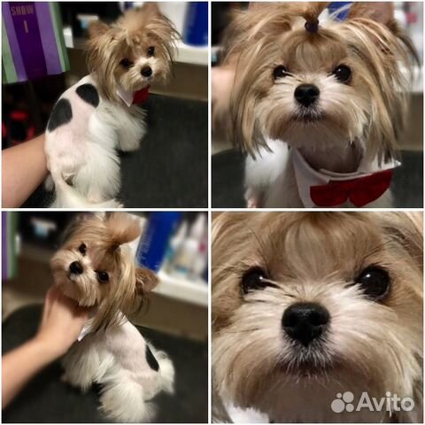 Супер мини бивер