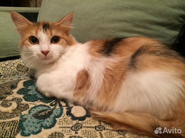 Кошечка Пушинка Алиса ищет дом