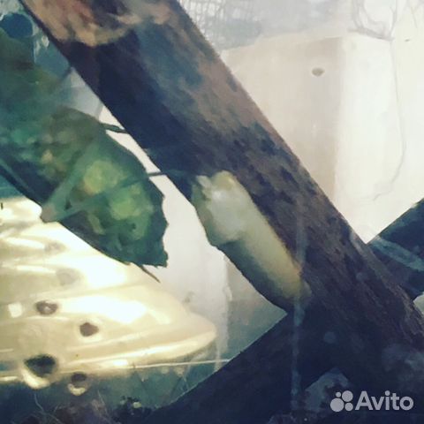 Оотека богомола вида Creobroter Gemmatus