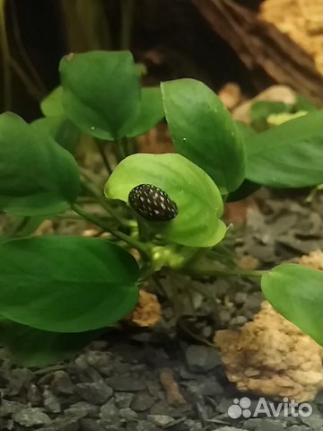 Теодоксус fluviatilis