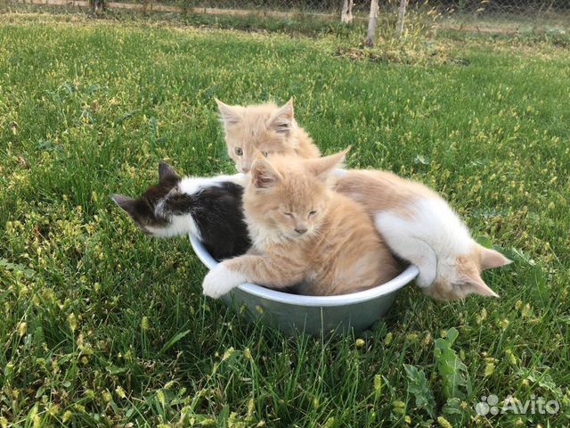 Продам котят Мейн кун