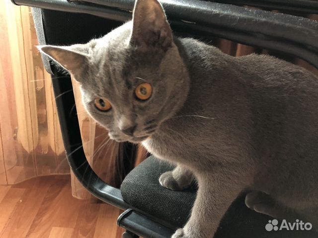 Британочка ищет котика британца