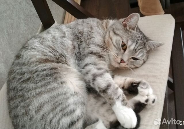 Британочка