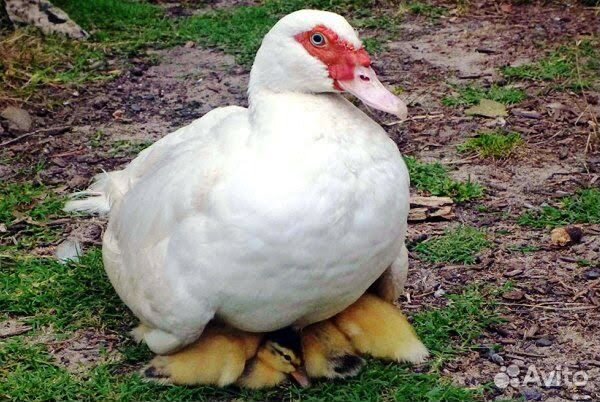 Продам индоутку + утят