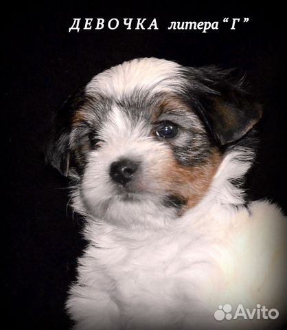 Бивер Йорки