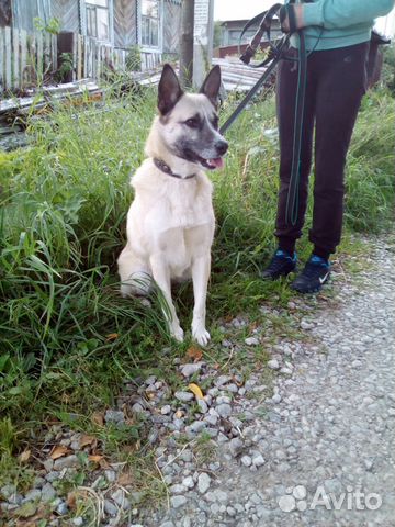 Овчаристого Джоника в дар