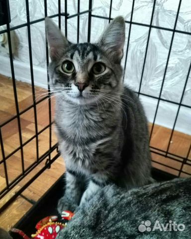 Котенок жен