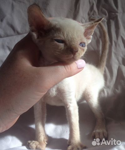 Котята девонята