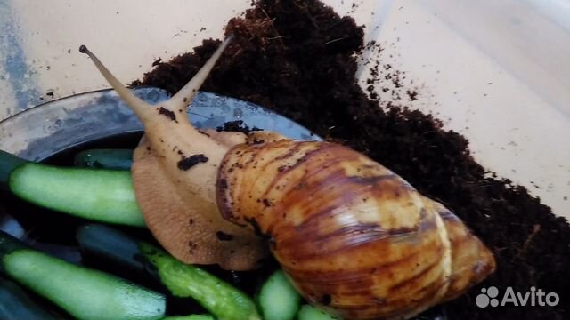 Архахатина, контейнер и кокосовый субстрат