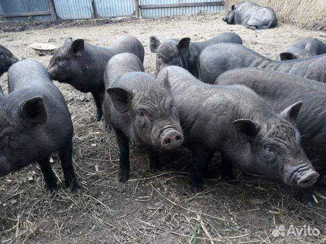 Вьетнамские вислобрюхие замечательные поросята
