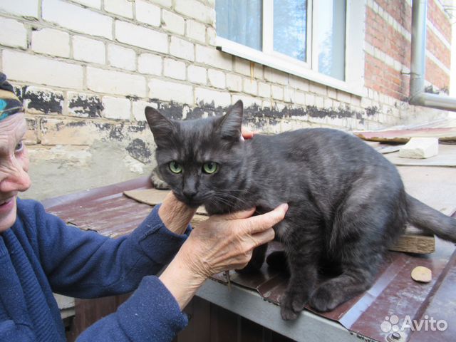Котик Ваня мраморный с ул. Семашко в добрые ручки