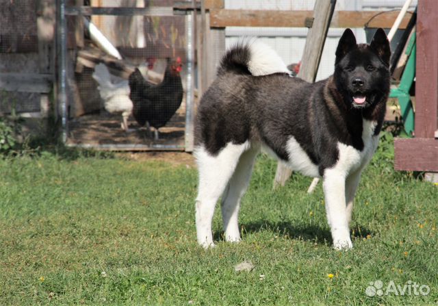 Девочка американская акита