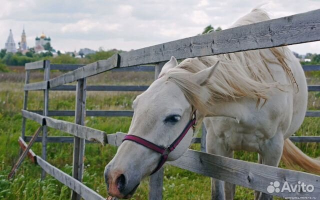 Продаю лошадь