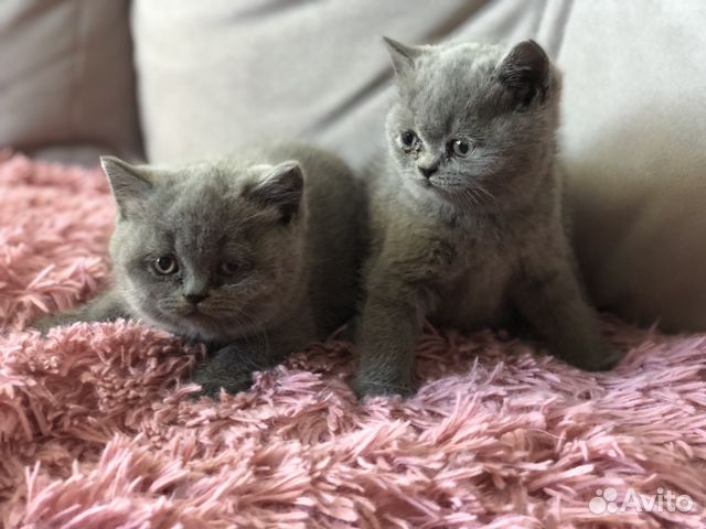 Котята