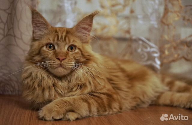 Мейн-кун вязка