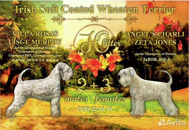 Щенки Ирландский Мягкошерстный Терьер
