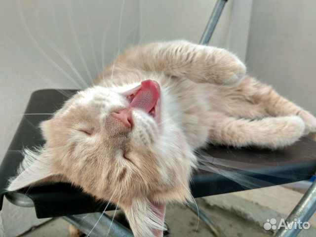 Кот