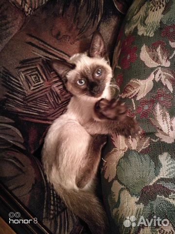 Сиамский котёнок ищет дом