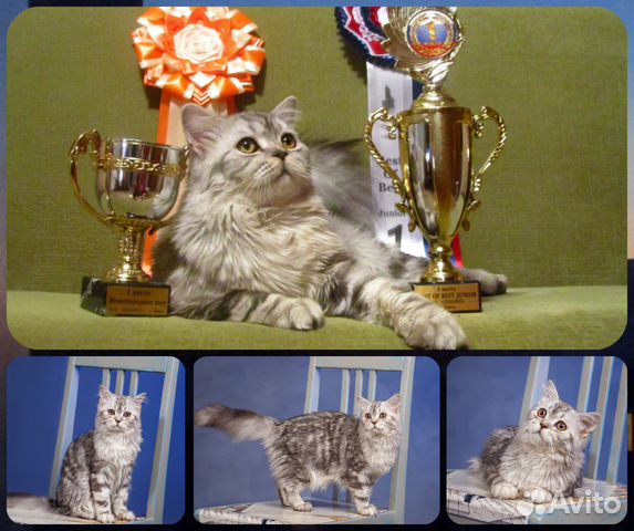 Шотландские котики