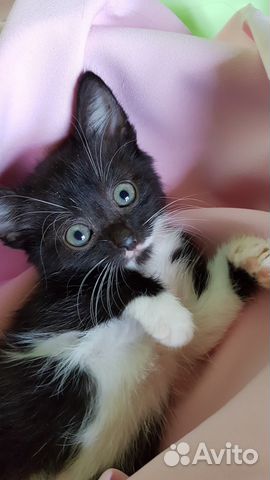 Замечательные котята черно-белого окраса в добрые