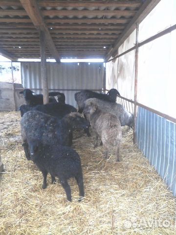 Продам овец