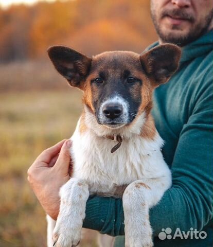 Портос, Девятый, Японец и Бармалей ищут дом