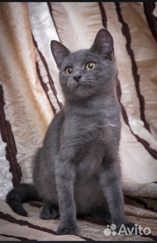 Котенок Ватсон ищет любящий дом