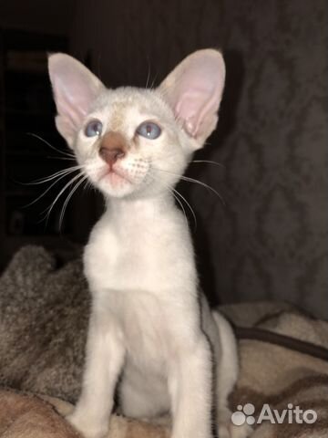 Котик ориентальной породы