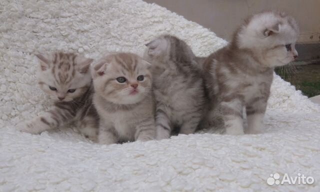 Шотландские котята