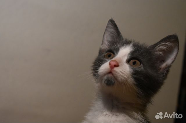 Котенок в добрые руки