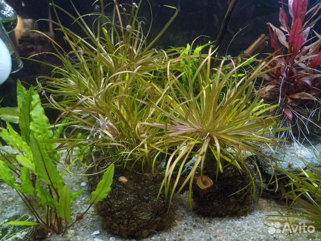 Бликса японская