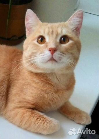 Рыжий котик