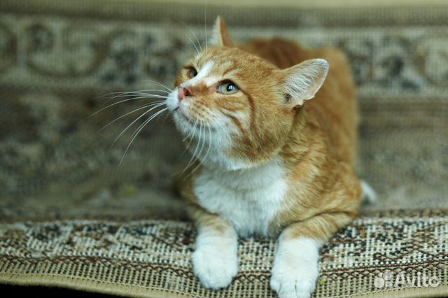 Молодой кот, 7 месяцев