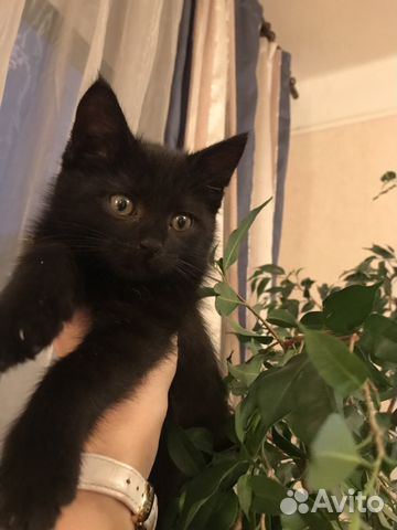 Черный котенок девочка