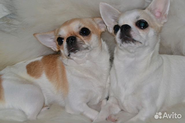 Вязкащенки